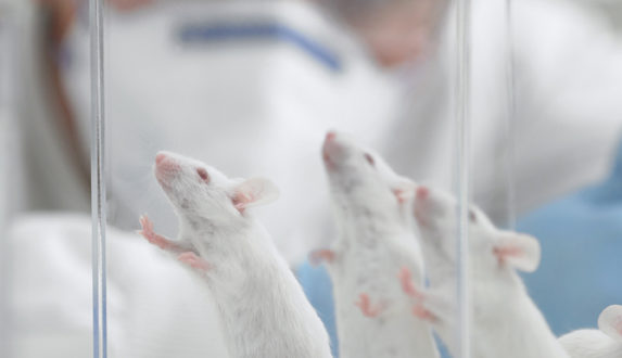 Research on halting glioma growth in mice