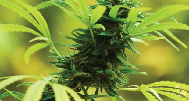 Regulations enable cannabis medication