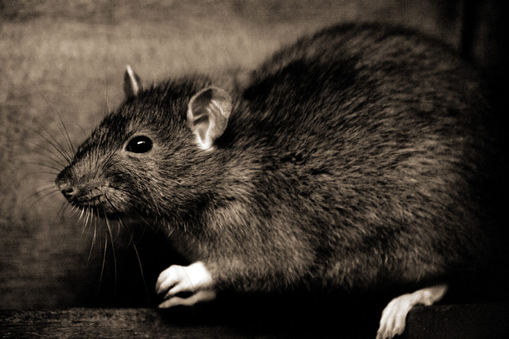Rats not plague reservoirs in medieval Europe