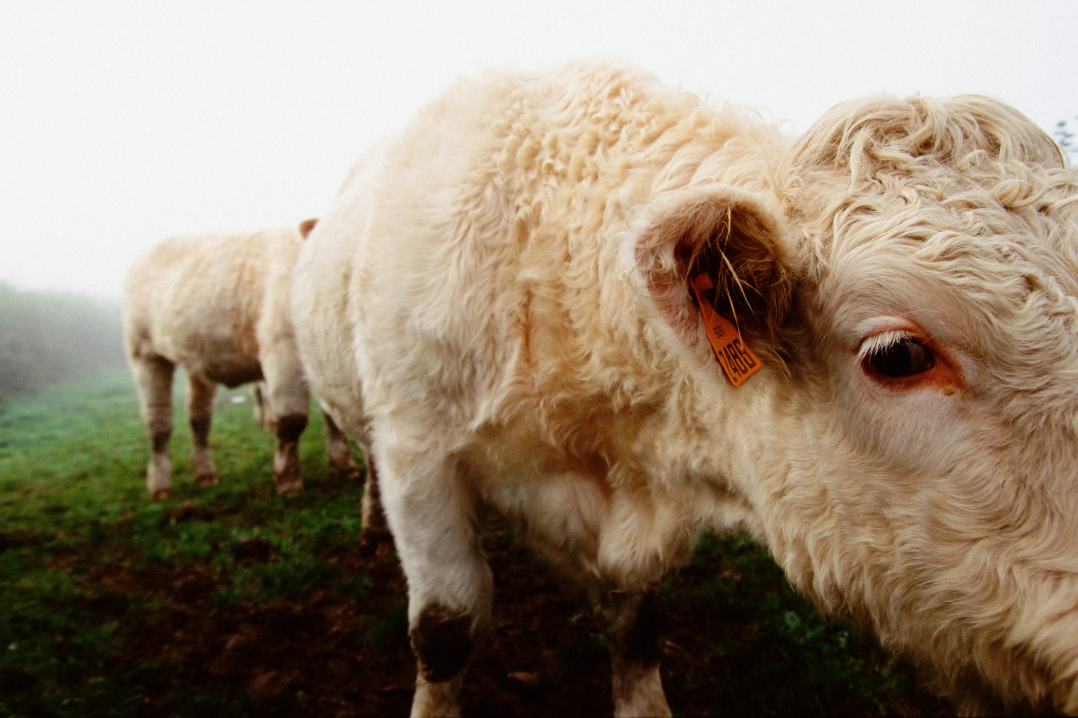 Ageing profile of farmers injured at work highlighted