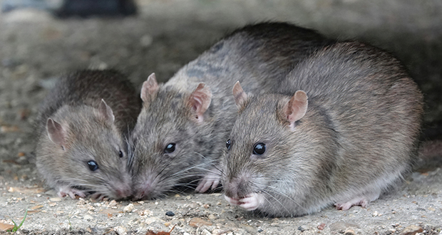 Study finds rats can carry certain variants of SARS-CoV-2