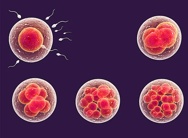 Lubion PFS (progesterone): A Licensed Subcutaneous Progesterone for ...